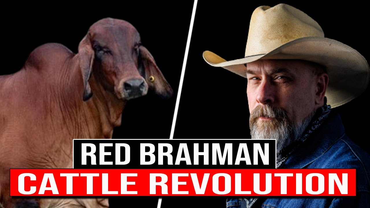 🔴 The Red BRAHMAN Cattle Revolution Biggest Bulls And Cows - YouTube