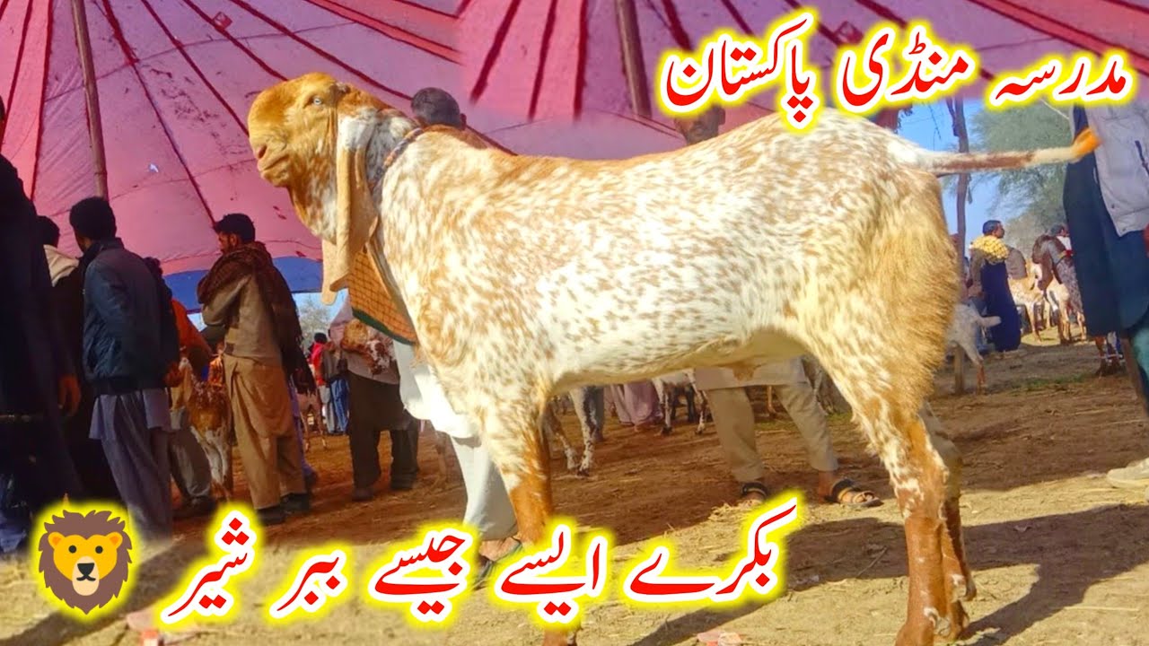 madrasa mandi fresh update makhi cheene big breeder bakro k rate 24 ...