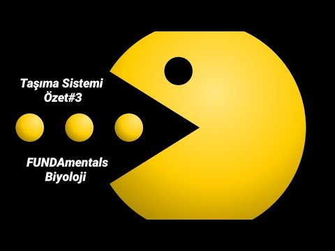 Taşıma Sistemi Özet#3 Lenf Sistemi