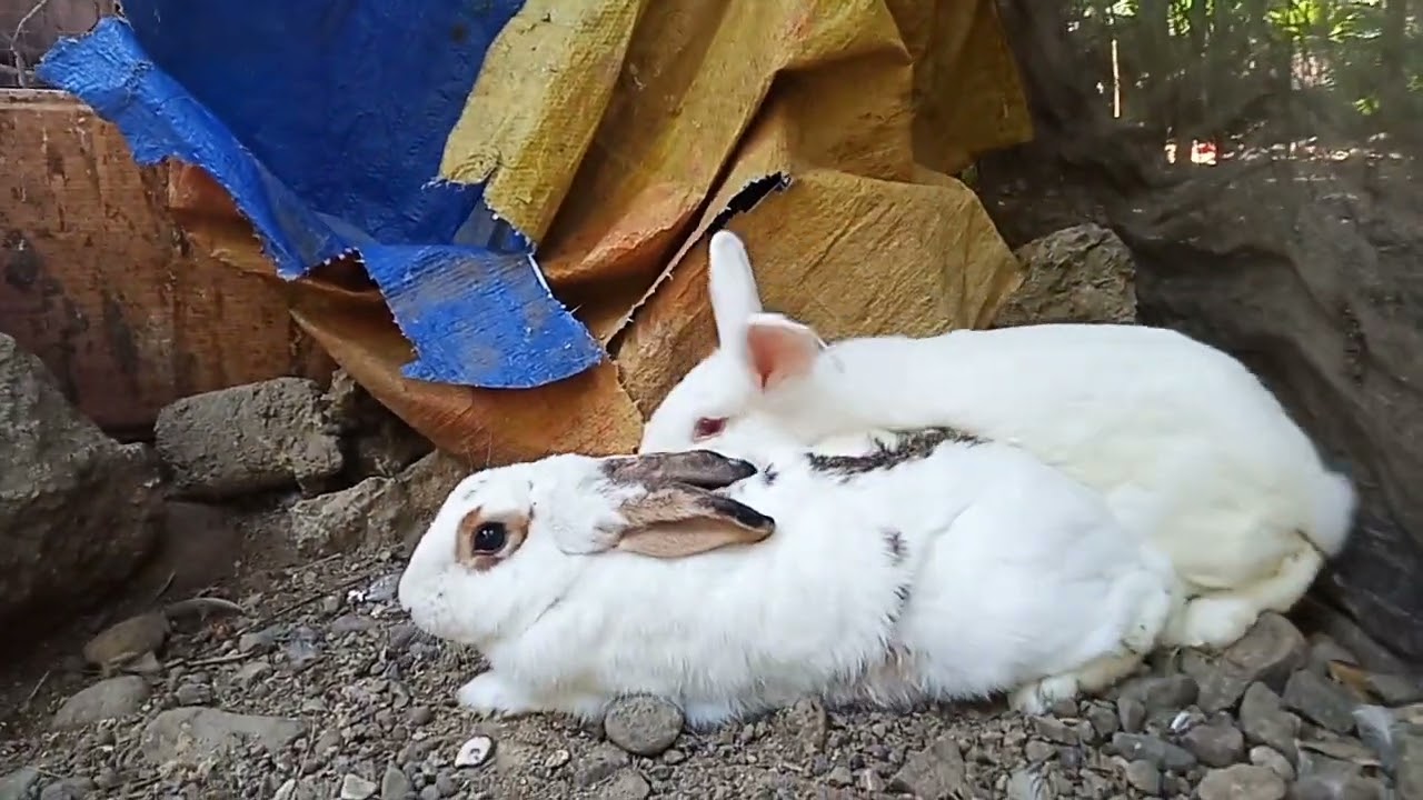 Rabbit breeding successful | rabbit mating - YouTube
