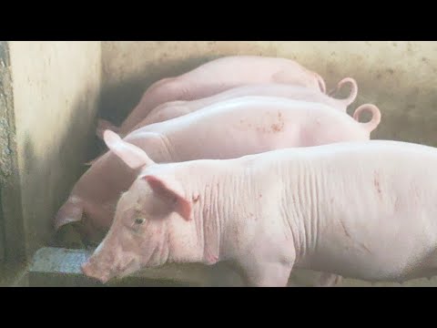 Best Shorts #247 Pig 89 days old/Pig raising activities at home as a ...