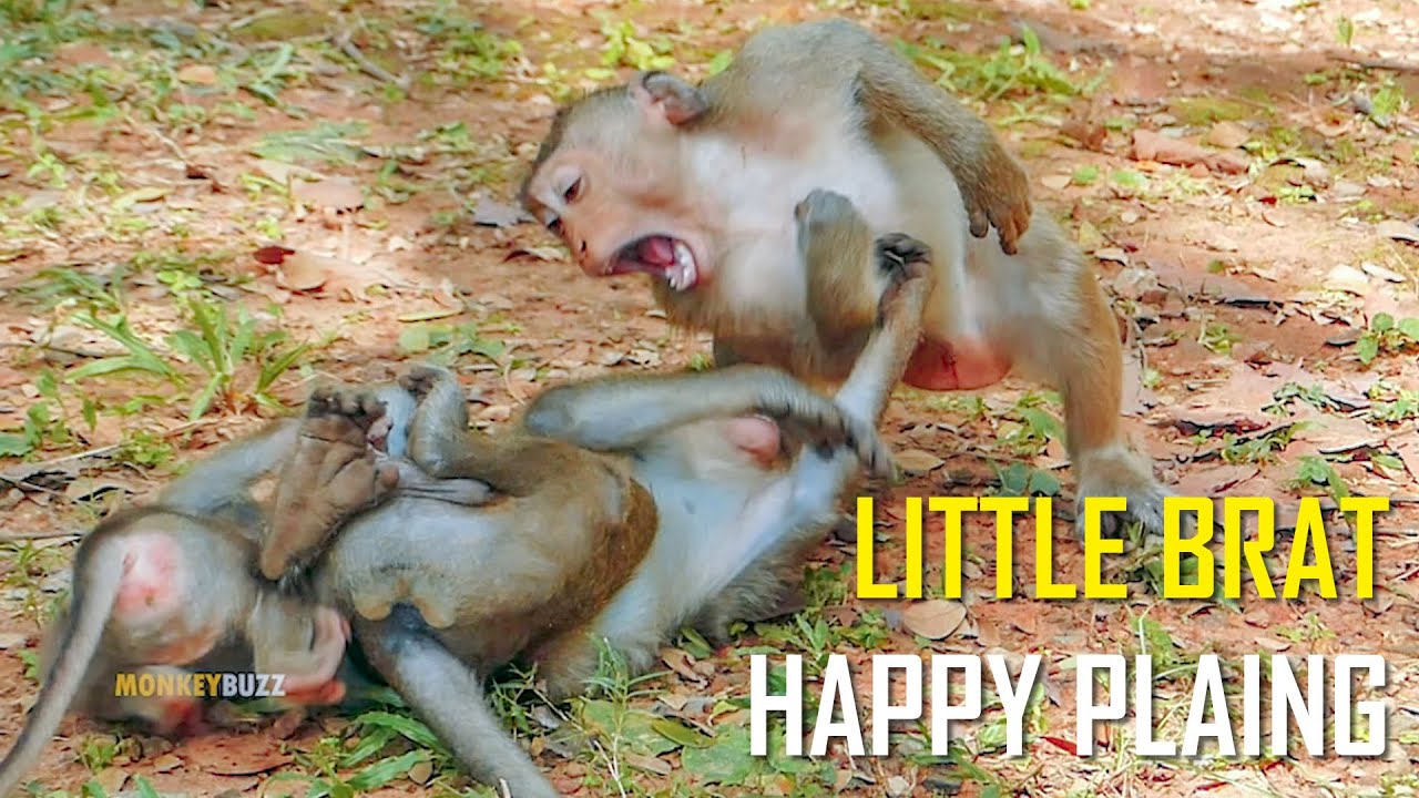 Happy Monkey Life! Daily Playing So Happy Life Little Brat Happy ...