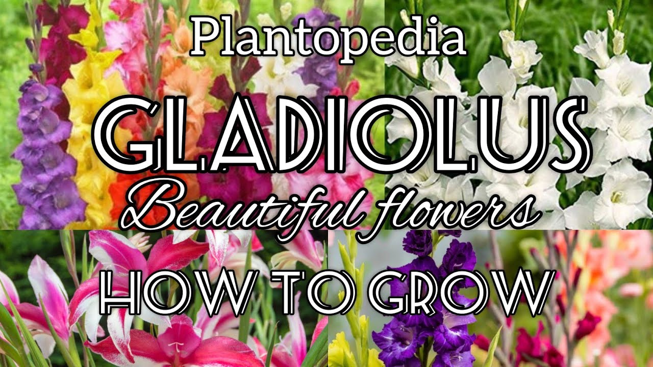 How to Grow gladiolus corms/bulb in pot 🌱plantopedia full info # ...