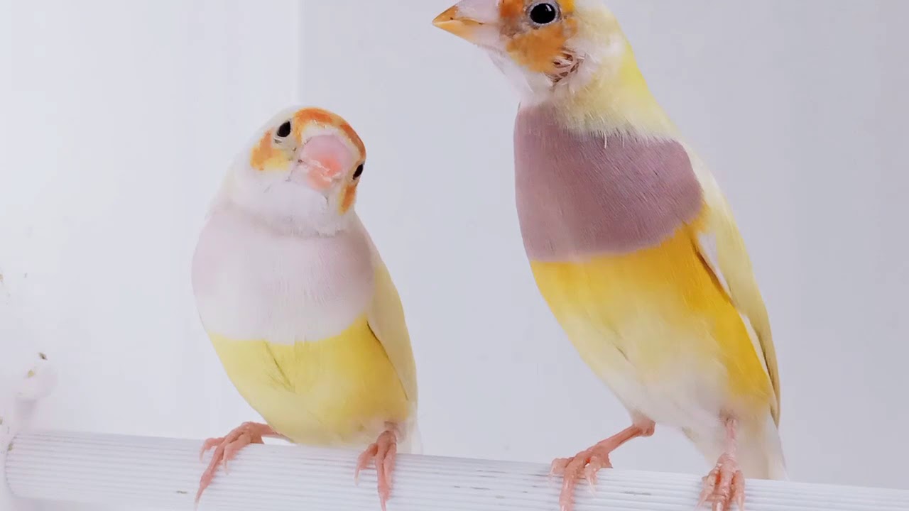 Lutino gouldian finch - YouTube
