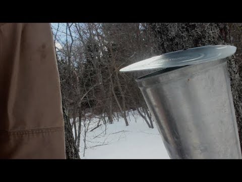 Spring 2014 The Maple Sap is Running - YouTube