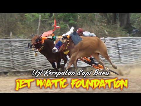 Kecepatan sapi baru Team Jet Matic di lapangan priuk Ketapang - YouTube