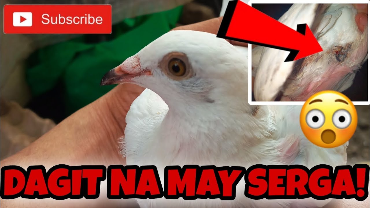 🔴LOFT VISITOR SA LOFT, PAYAT AT MAY SUGAT!😱#kalapati #kalapatids # ...