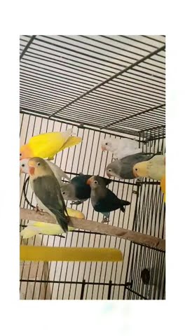 GREEN OPLINE PALE FELLOW & CREAMINO & VOILET OPLINE PALE FELLOW - YouTube