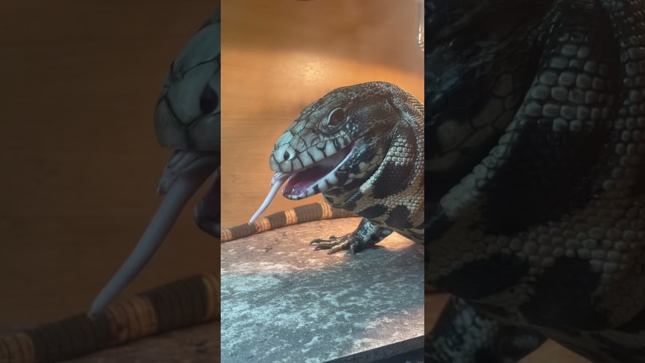 HUGE Lizard eats rat in seconds #shorts - YouTube