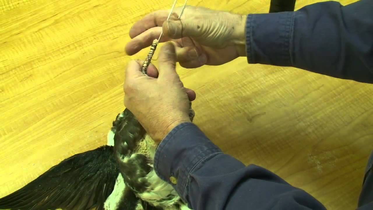 wiring wing flying waterfowl mount.mp4 - YouTube