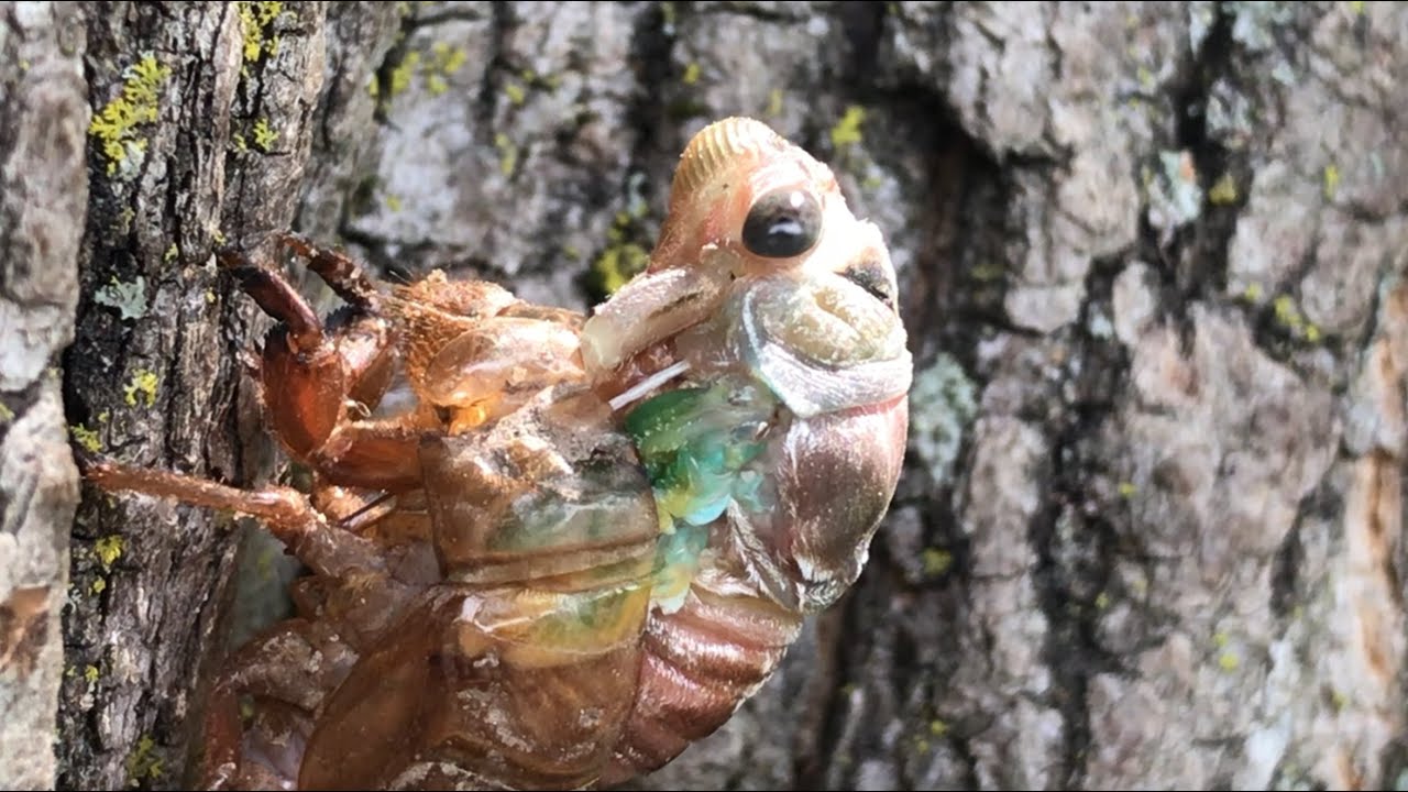 Cicada Molting! Havin fun with Bug Frens! - YouTube