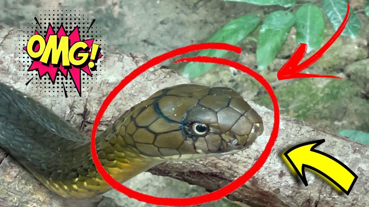 Snake life-Part67 - YouTube