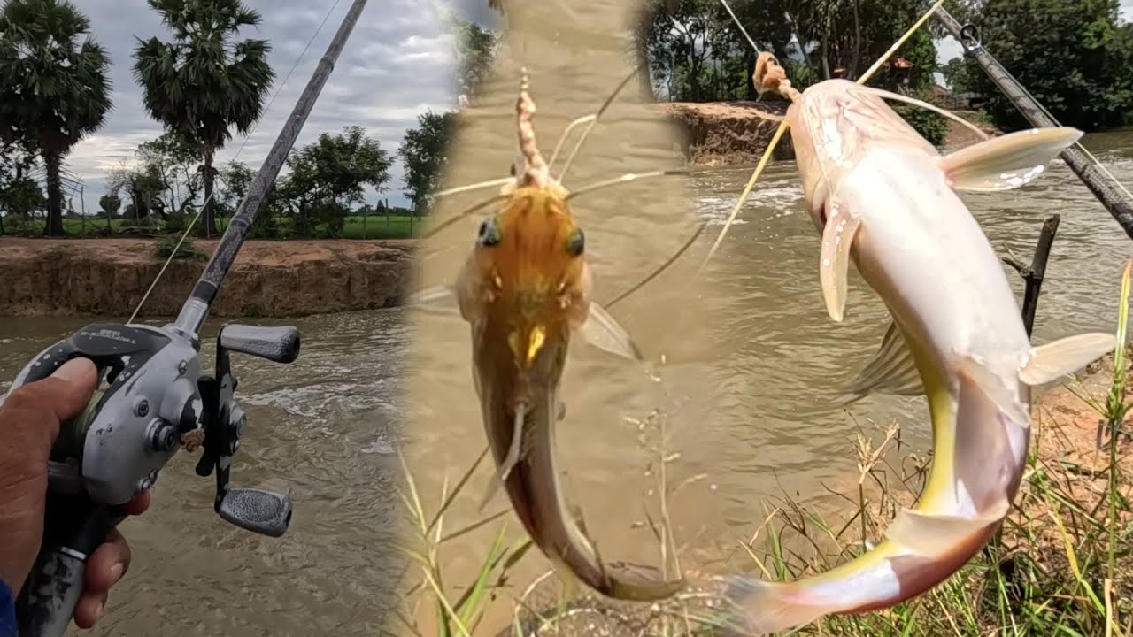 I pulled fish from the deep water in the canal - YouTube