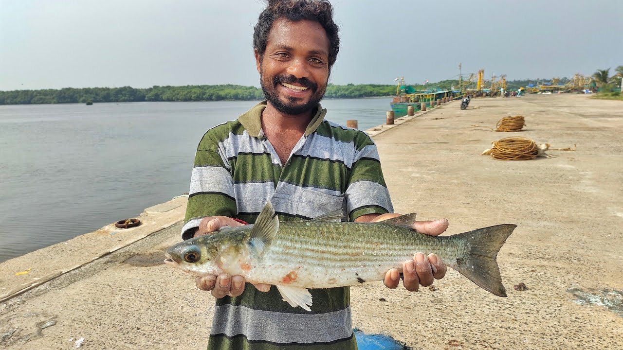 Amazing ! Mullet fish Catching Skill, Traditional Net Fishing at river ...