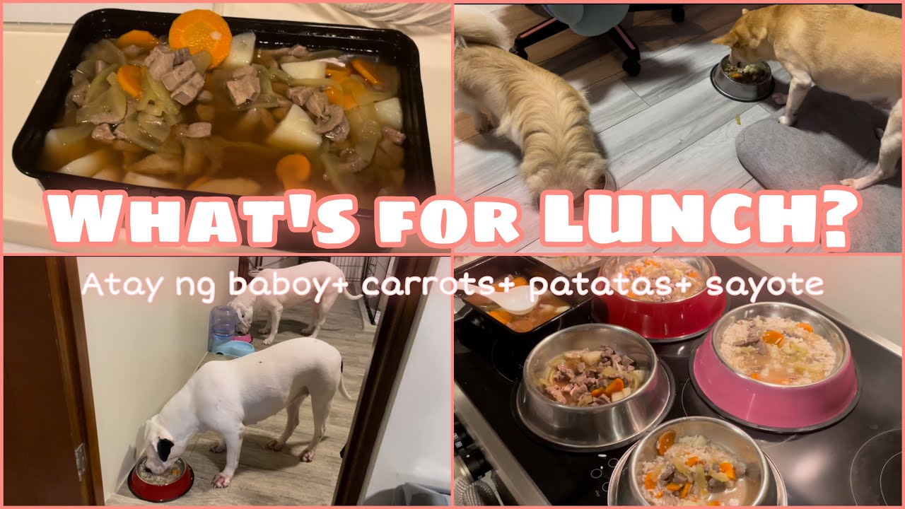 LET'S MAKE LUNCH FOR MY DOGS| HEALTHY DOG FOOD RECIPE| - YouTube