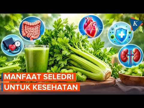 Manfaat Konsumsi Seledri bagi Kesehatan Tubuh