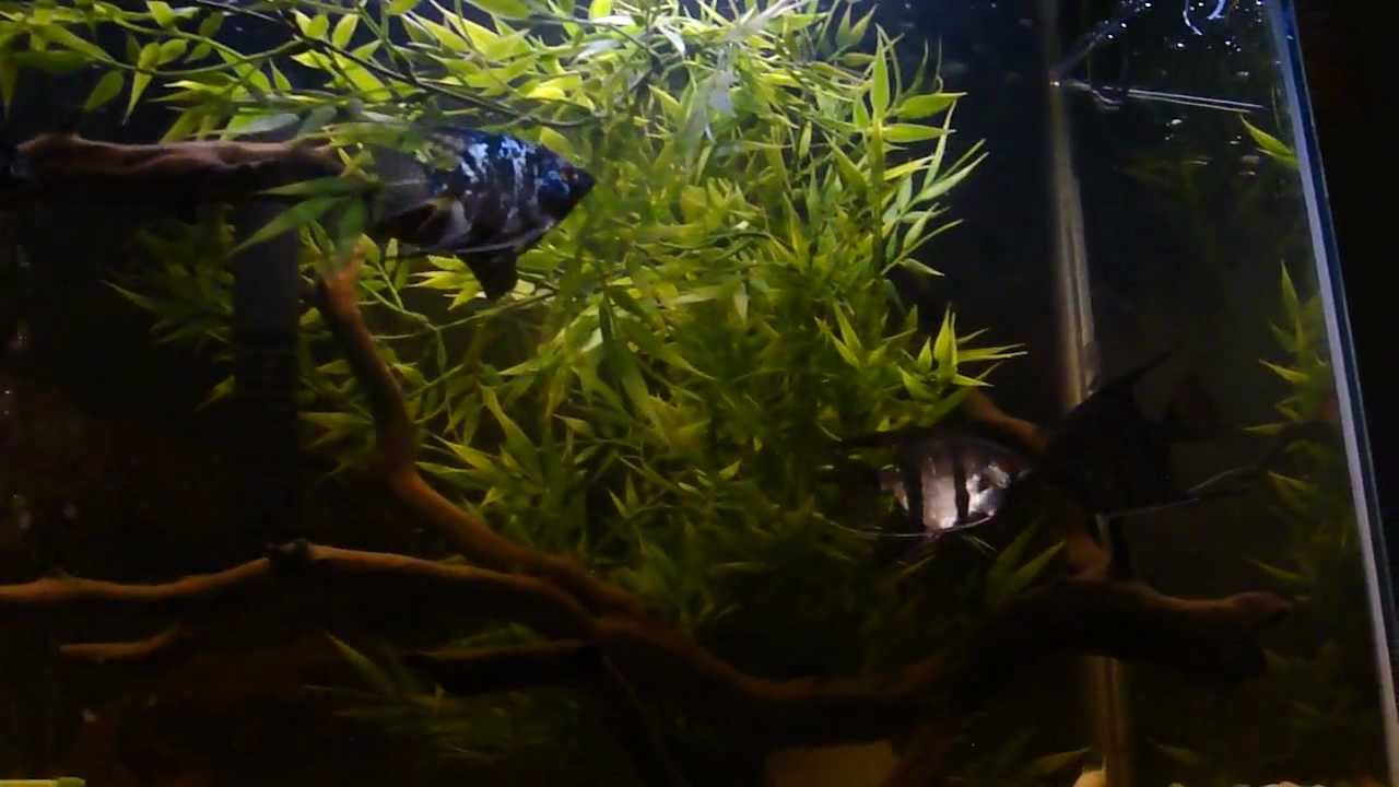 Angels lip-lock - YouTube