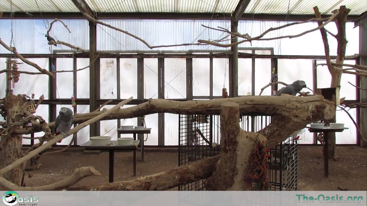 The Oasis Sanctuary African Grey Aviary - YouTube