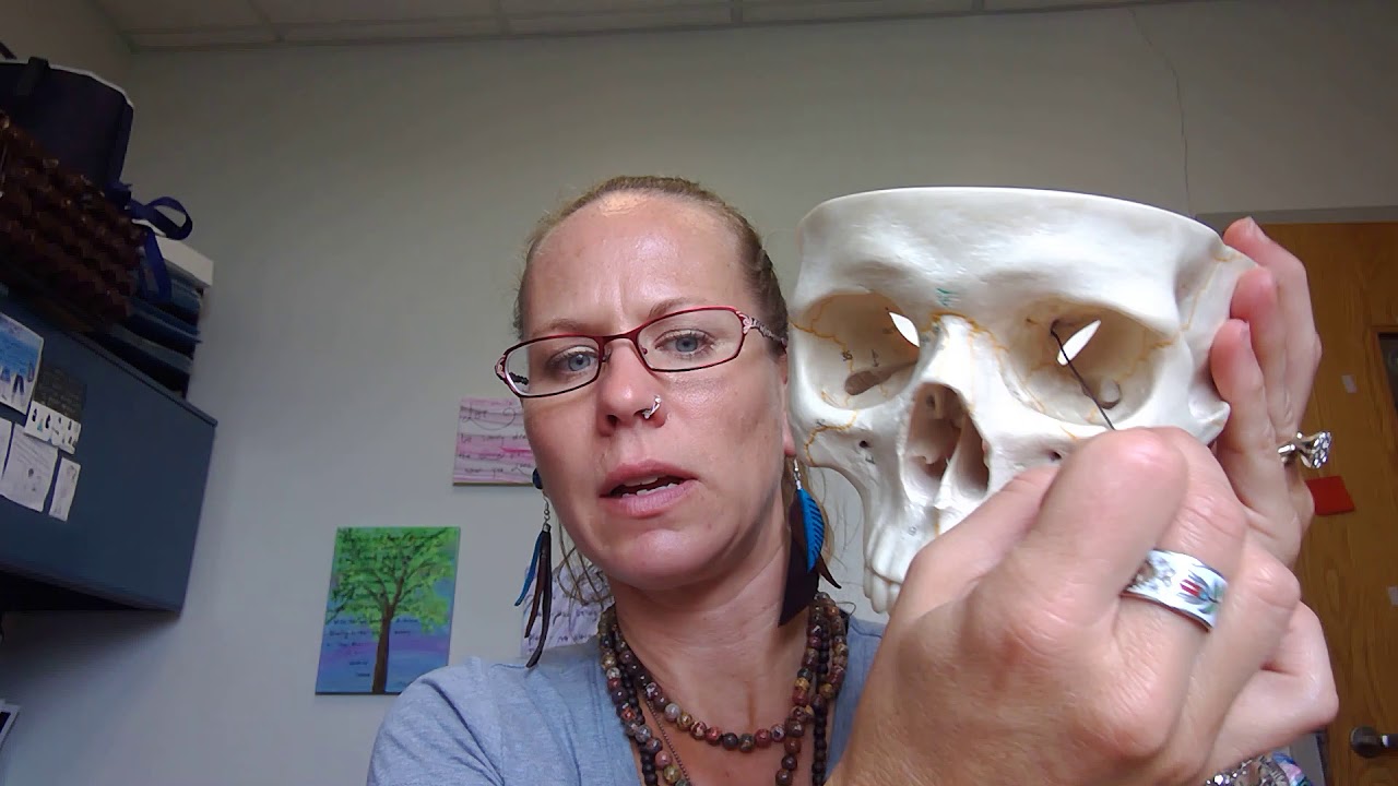Skull Quiz Question - YouTube