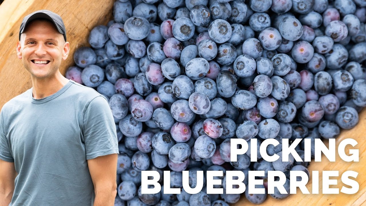 Picking Blueberries at a Local Blueberry Farm! + Tips on Growing ...