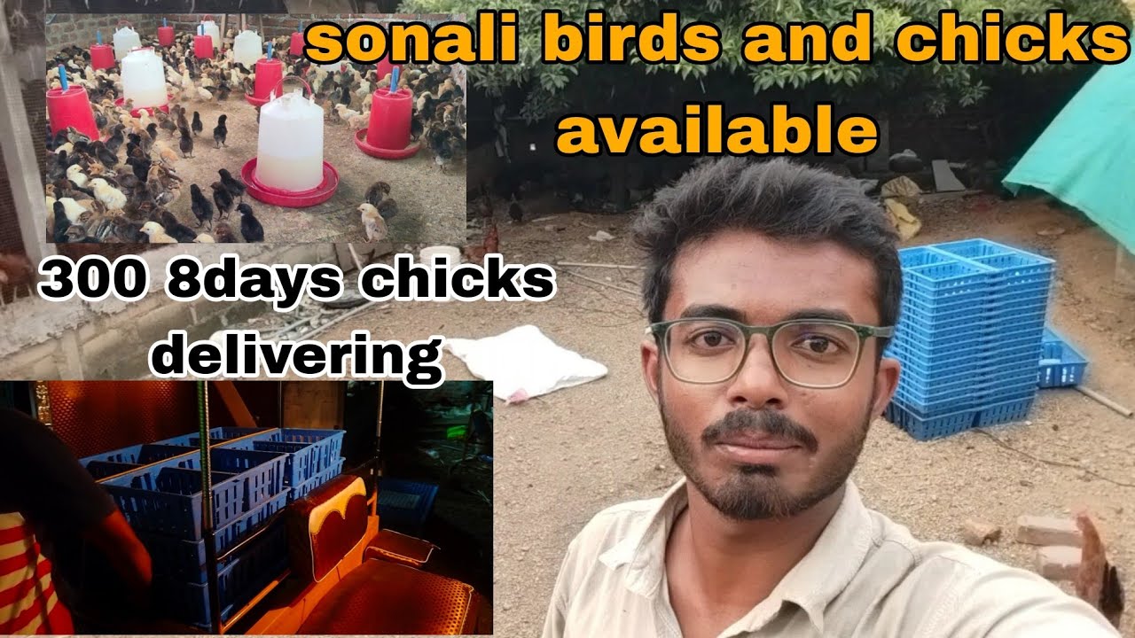 300 sonali chicks delivering | sonali birds available@reddyorganicfarms ...
