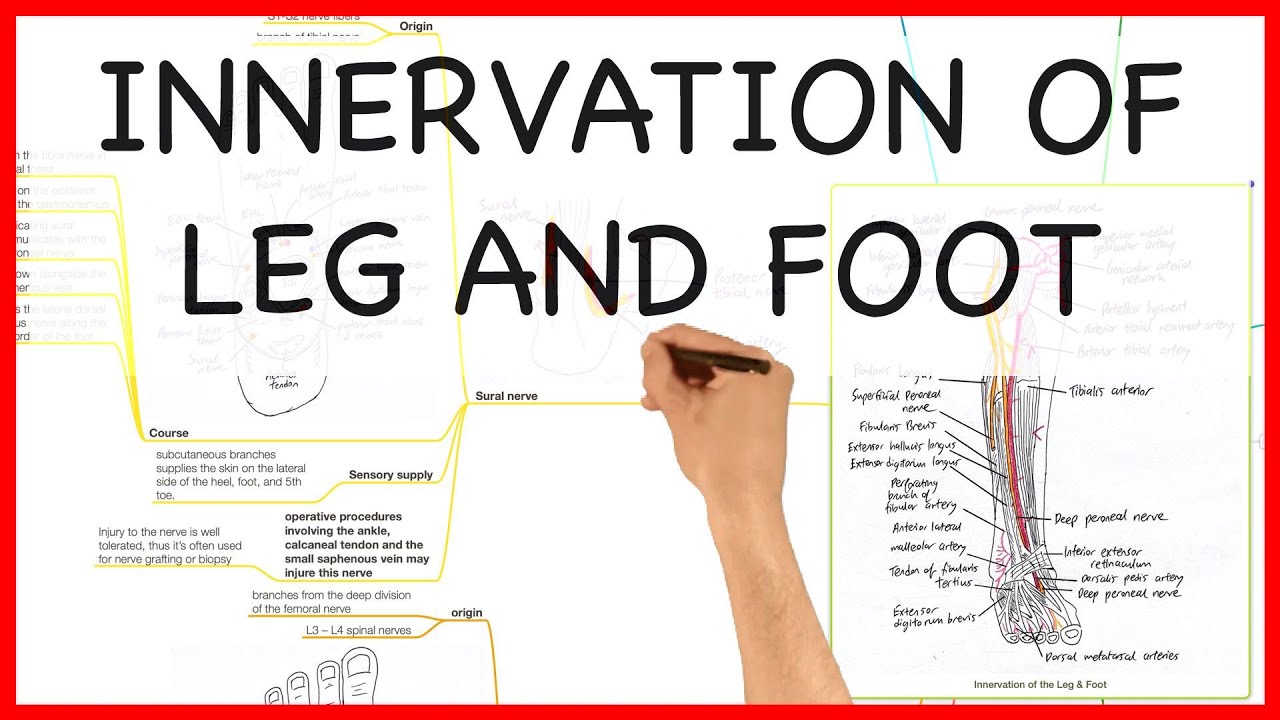 INNERVATION OF THE LEG AND FOOT - ANATOMY SERIES - YouTube