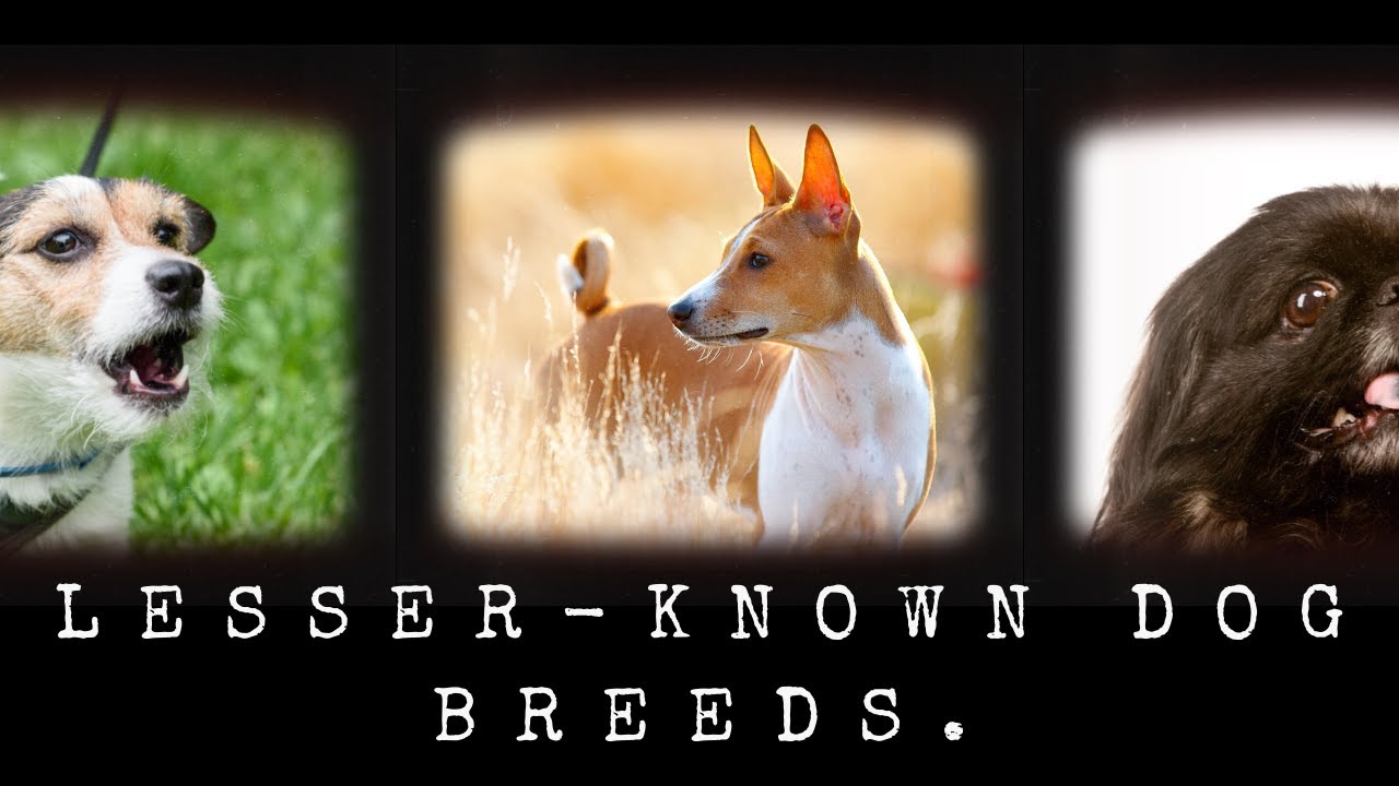 Lesser-Known Dog Breeds | Dog Instructor - YouTube