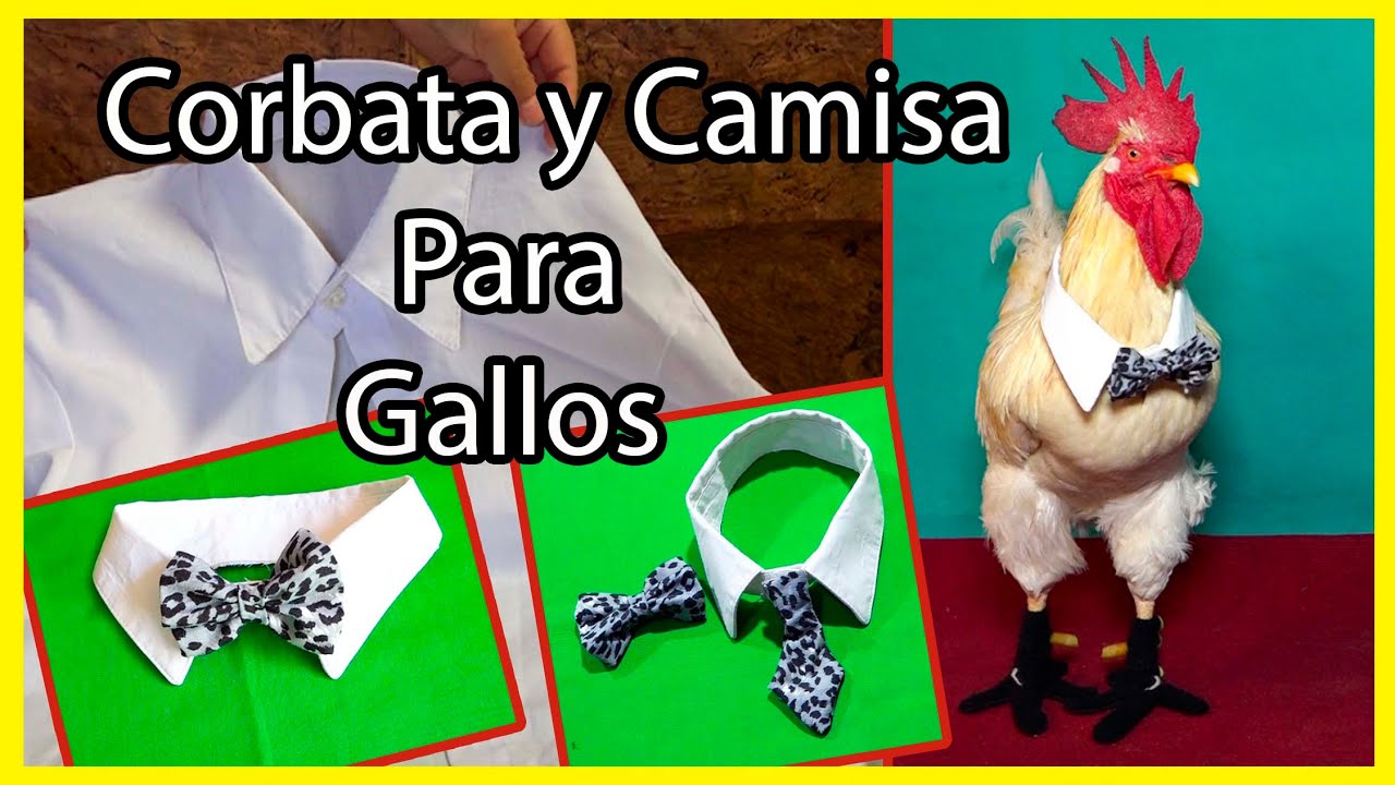 Camisa y Corbata para gallos fáciles de hacer🐓 - YouTube
