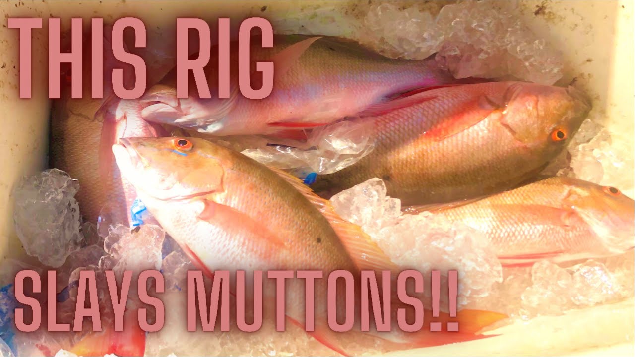 This Fishing Rig Slays Mutton Snapper - YouTube