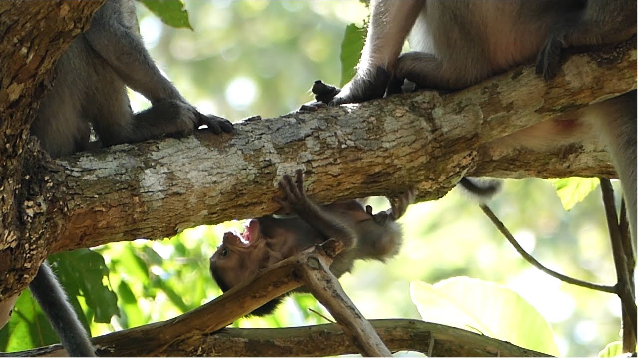 Why Maddie Not Help Bring Monika Back From Cruella? Monika Keep Yelling ...