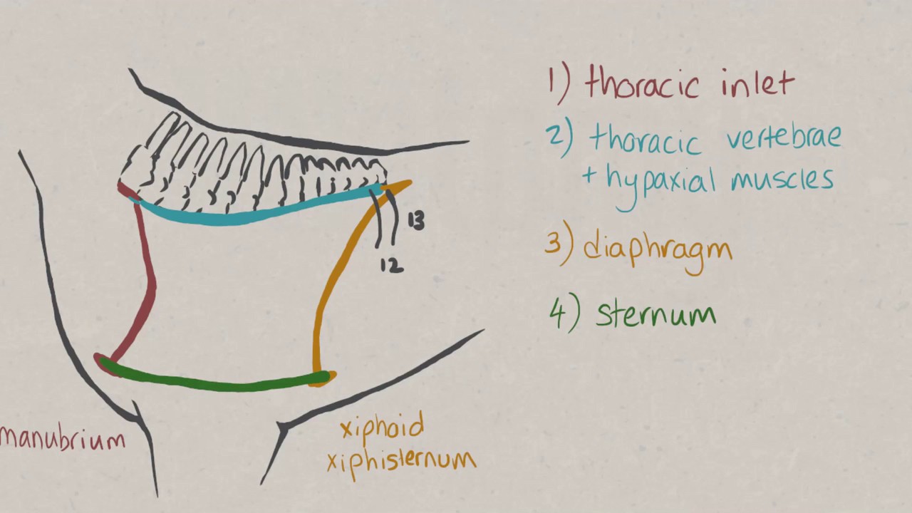 Vnatomy Thoracic Cavity Youtube