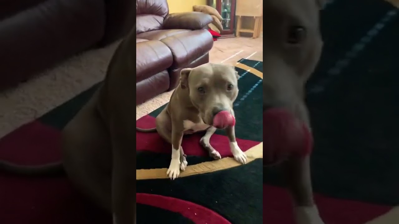 Meet Diamond the pitty pup 🐶 - YouTube