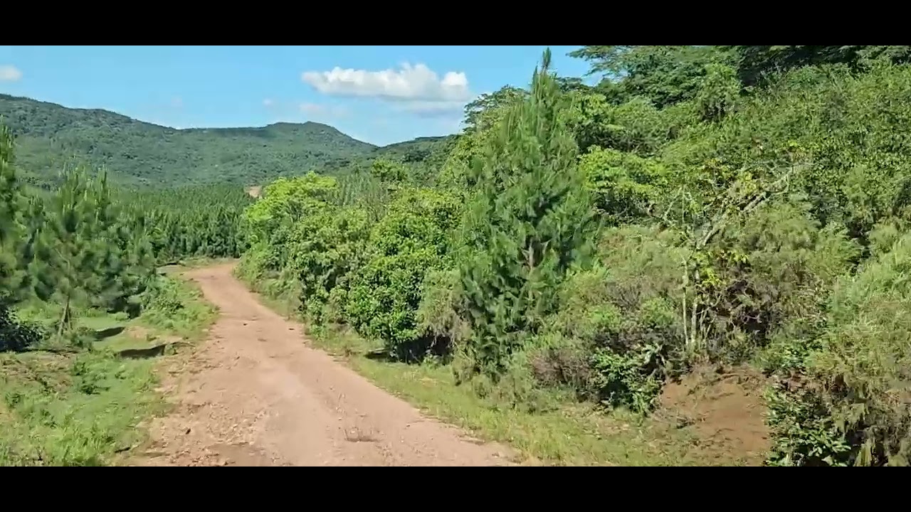 Driving through Thathe Vondo forest - YouTube