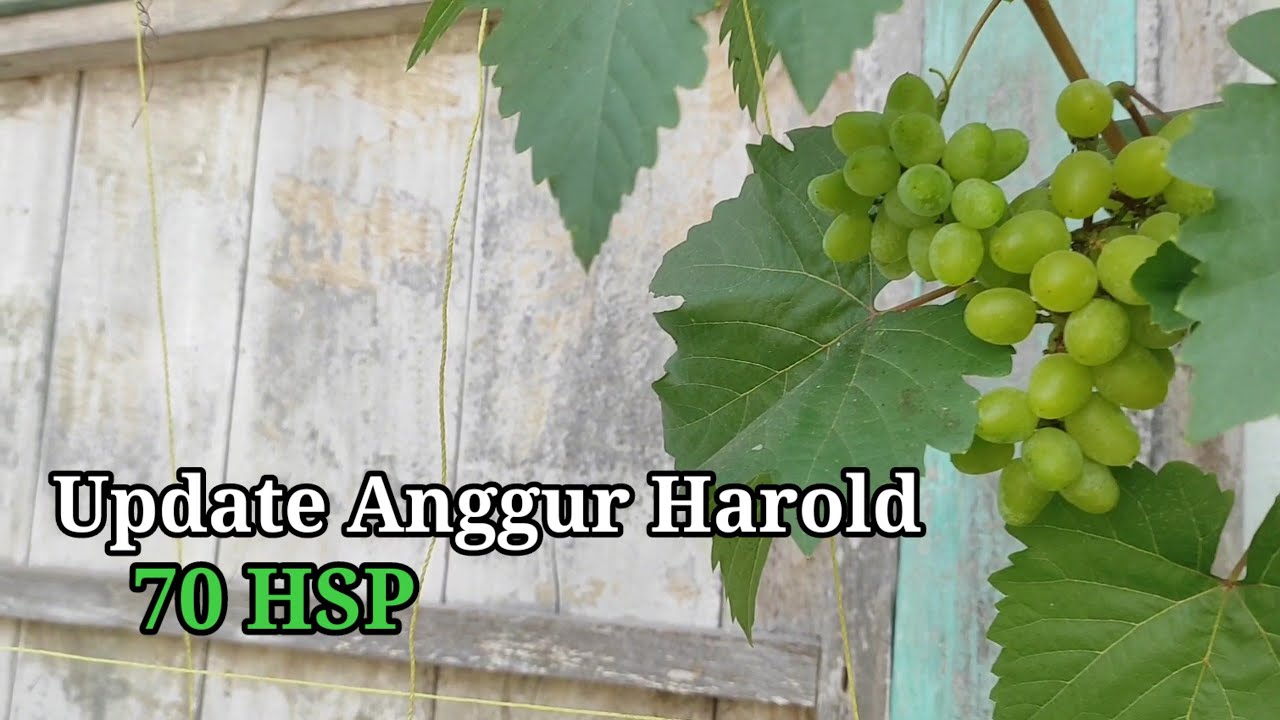 Update Anggur Harold Setelah 70 HSP - YouTube