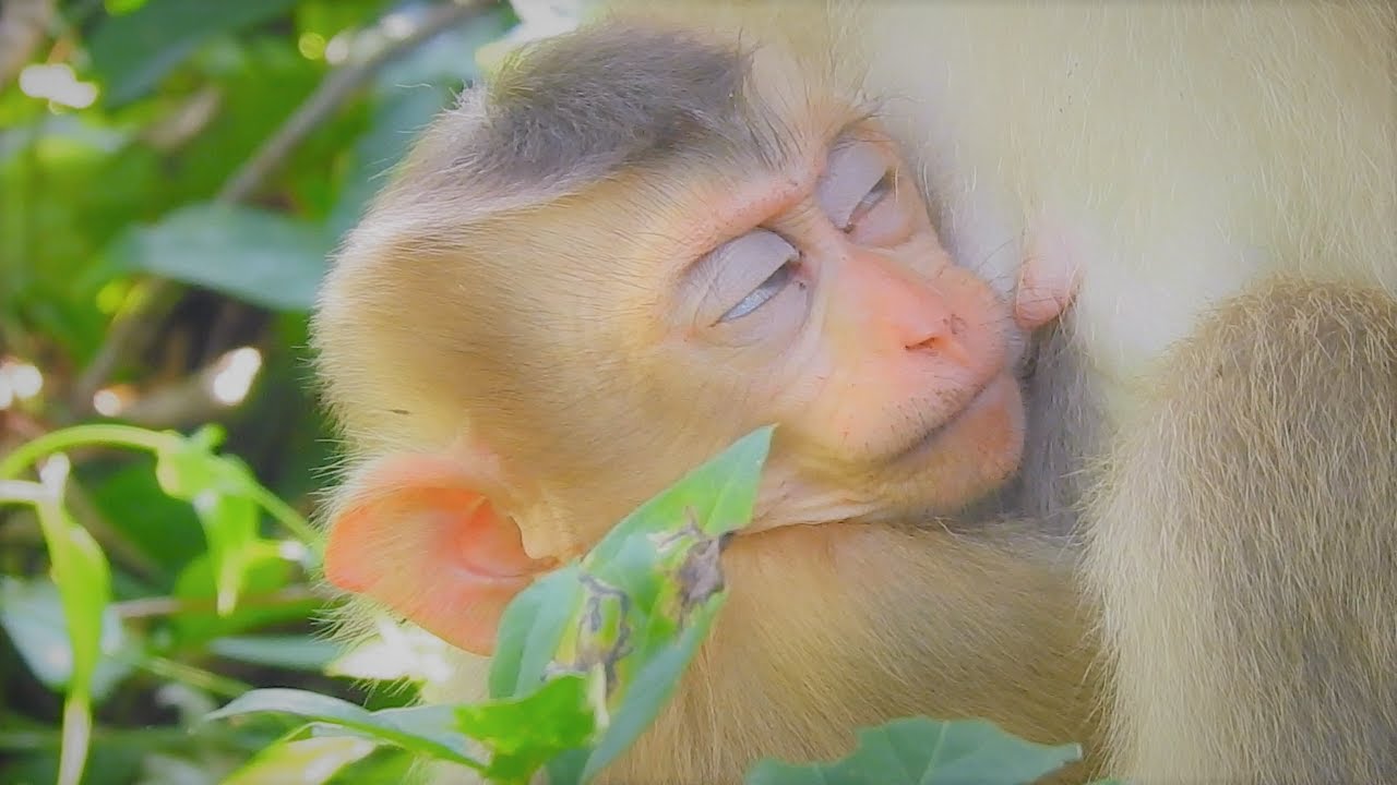 Exhausted Saro beast runs to Sarika mommy to rest - YouTube