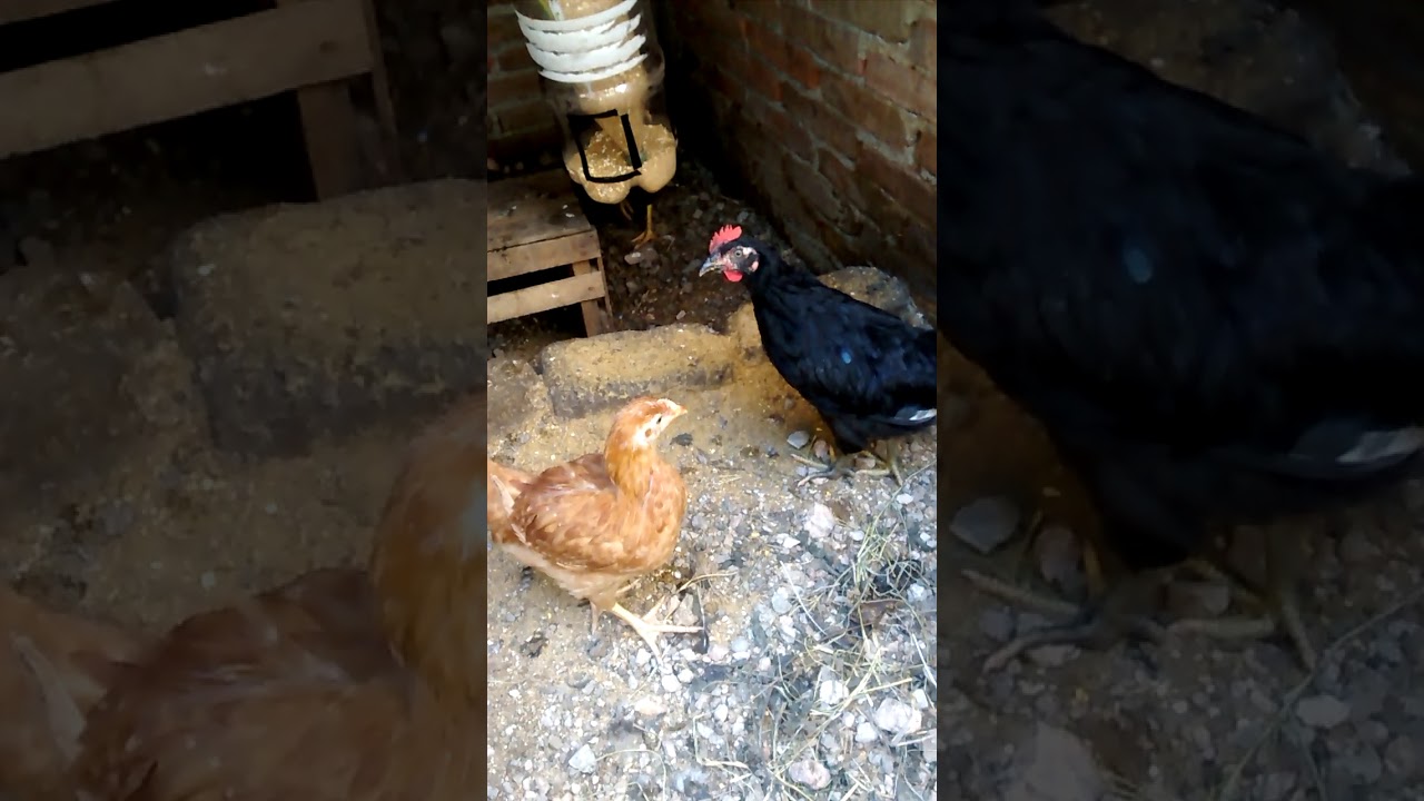 Pollos criollos de 3 meses. - YouTube