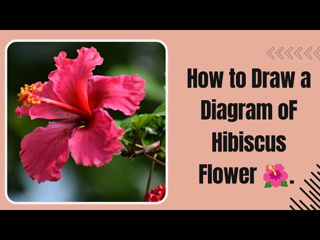 Hibiscus Flower Diagram Hibiscus Flower... Vishwanath Academy