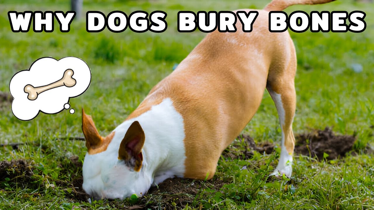 The Real Reason Dogs Bury Bones (It’s More Than You Think!) - YouTube