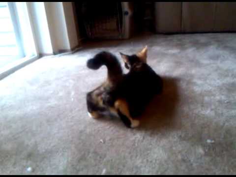 Jayme and Beths Cat all tweaked out - YouTube