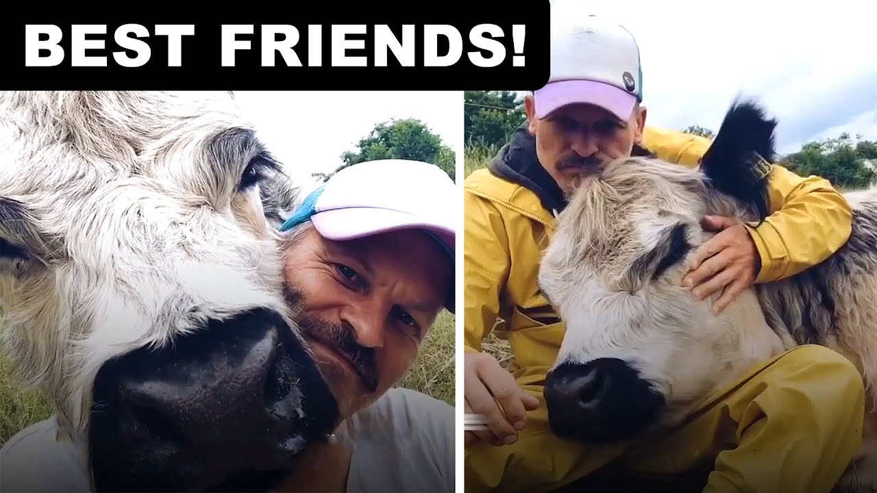 This Farmer's Friendship With His Cows Is Amazing - YouTube