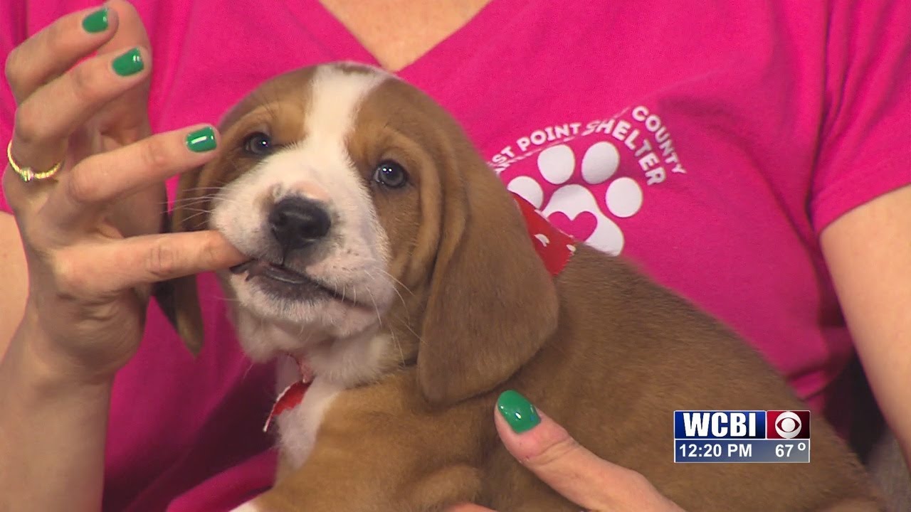 Pets Without Partners 02/02/24 - YouTube