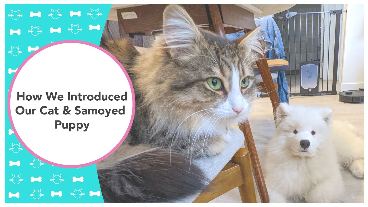 How We Introduced Our Cat & Samoyed Puppy: 4 Tips for Introducing Your ...