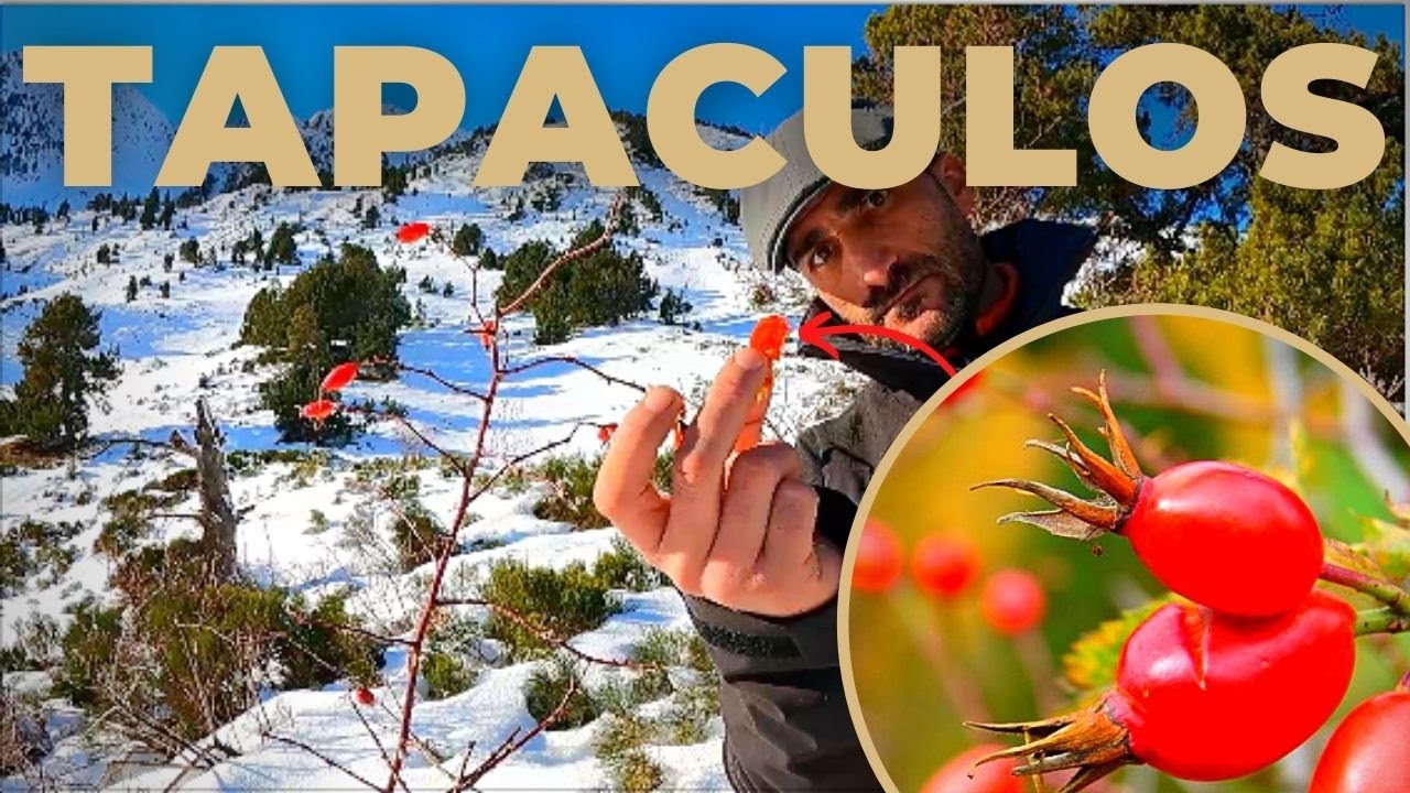 Como Reconocer el ROSAL SILVESTRE o ESCARAMUJO (Rosa Canina) - YouTube
