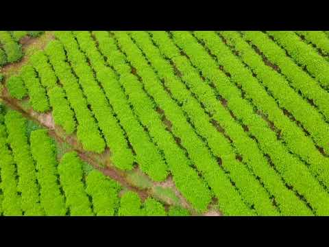 Tea Fields in Vietnam