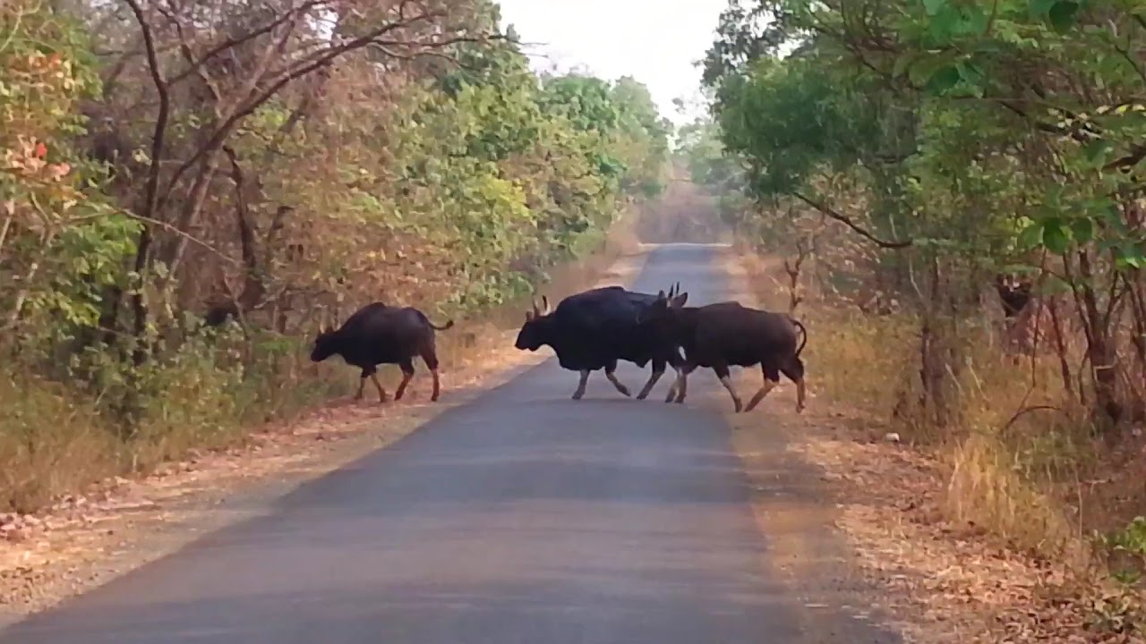 Big Gava Reda video - YouTube