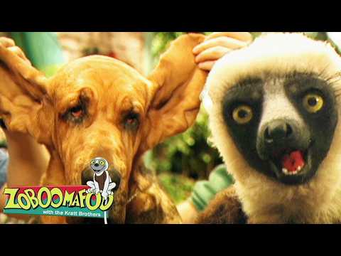 Amazing Animal Ears & Incredible Hearing! | Zoboomafoo - WildBrain | Learn about Animals!