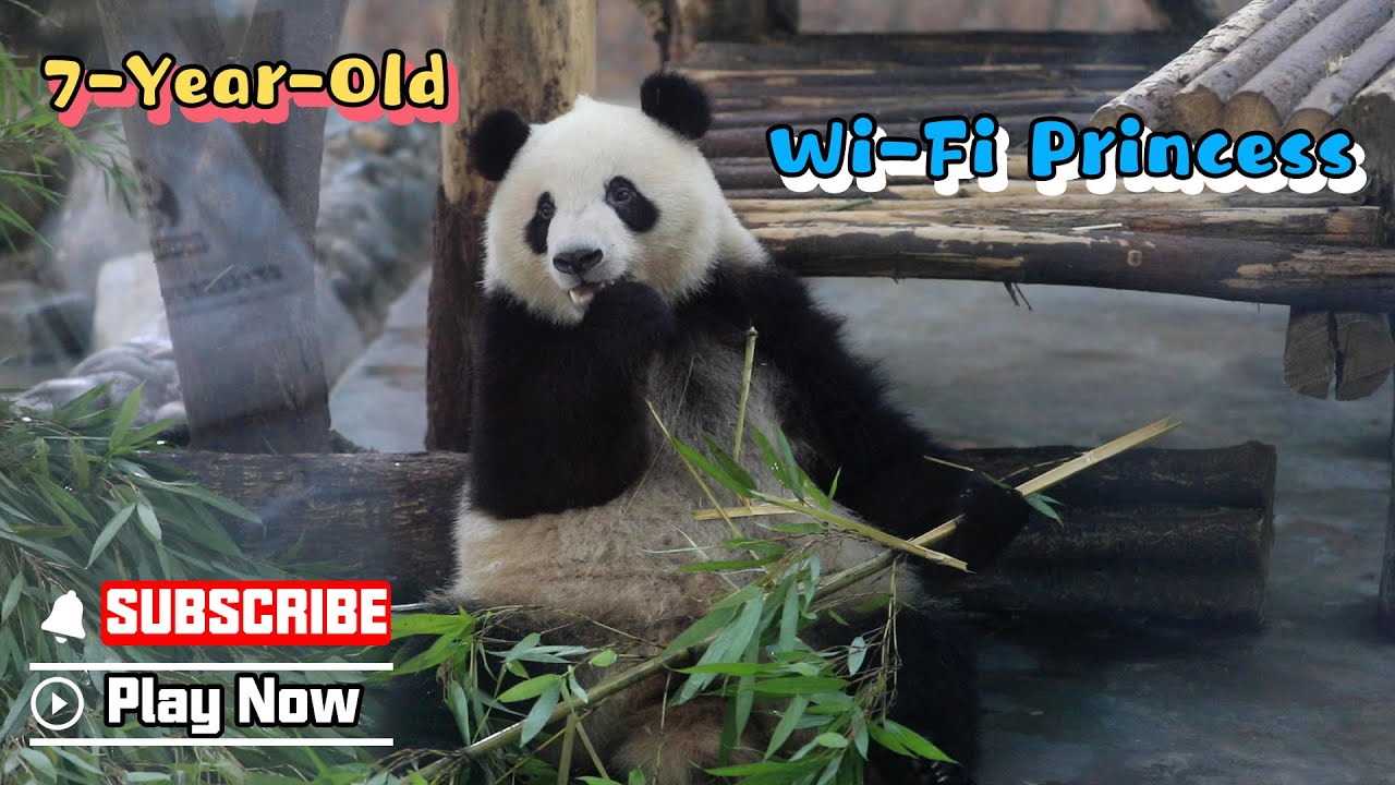 Highlights Of Superstar Panda Qi Yi’s Growth | iPanda - YouTube