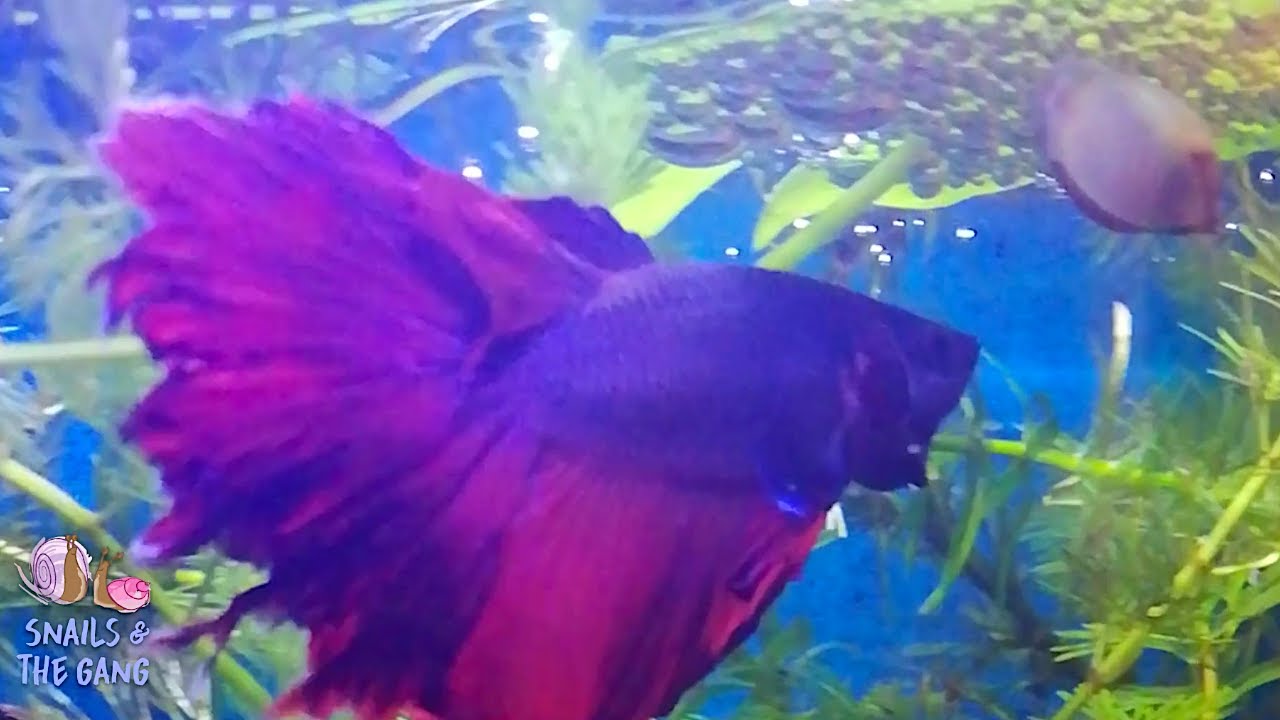 How a betta fish displays anger at pond snail tank mate - YouTube