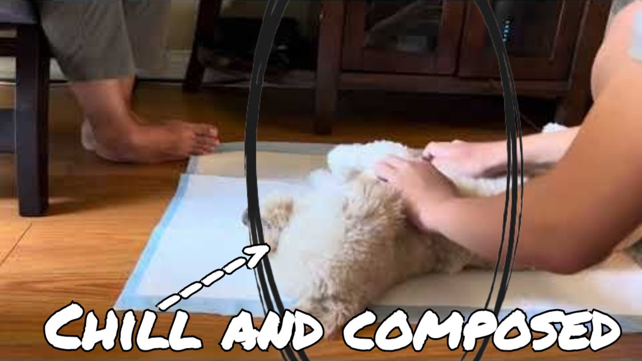 Cousin Inferno: The Secret Life of Coco: Massage Therapy & Relaxation ...