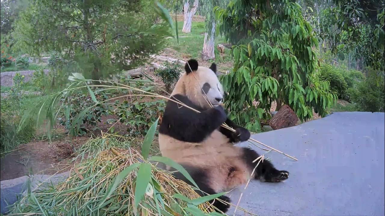 Giant Pandas Xin Bao, Yun Chuan at San Diego Zoo - Oct 15, 2024 - The Ritz Herald - YouTube